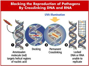 Biotech Stocks & Options Trading with Michael Juan: Cerus Corp. (CERS ...