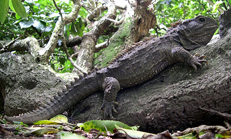 Rare Vertebrate: Rare Vertebrate of the Week Vol. 1