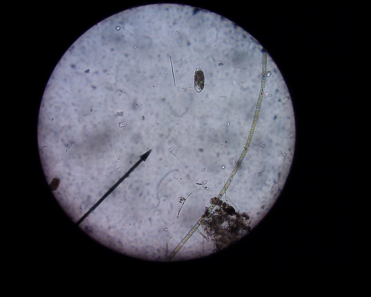 Marine Ecology HG: Observation of Plankton