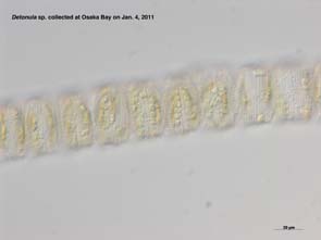 本日の夙川河口と六甲アイランド
