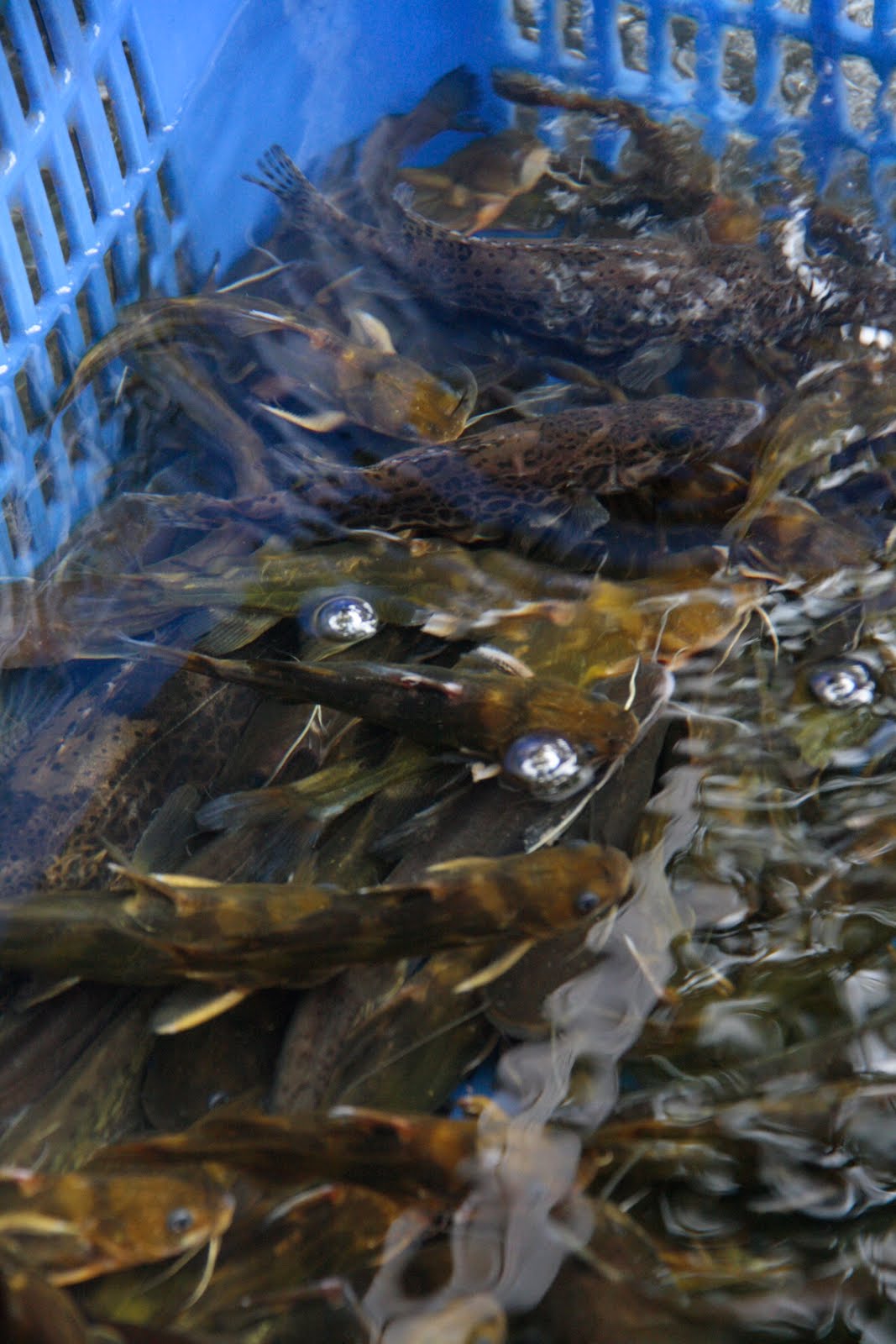 Life on Nanchang Lu: Yangshuo Beer Fish - Pijiu Yu