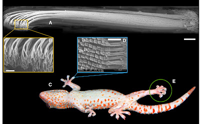 English for biology students