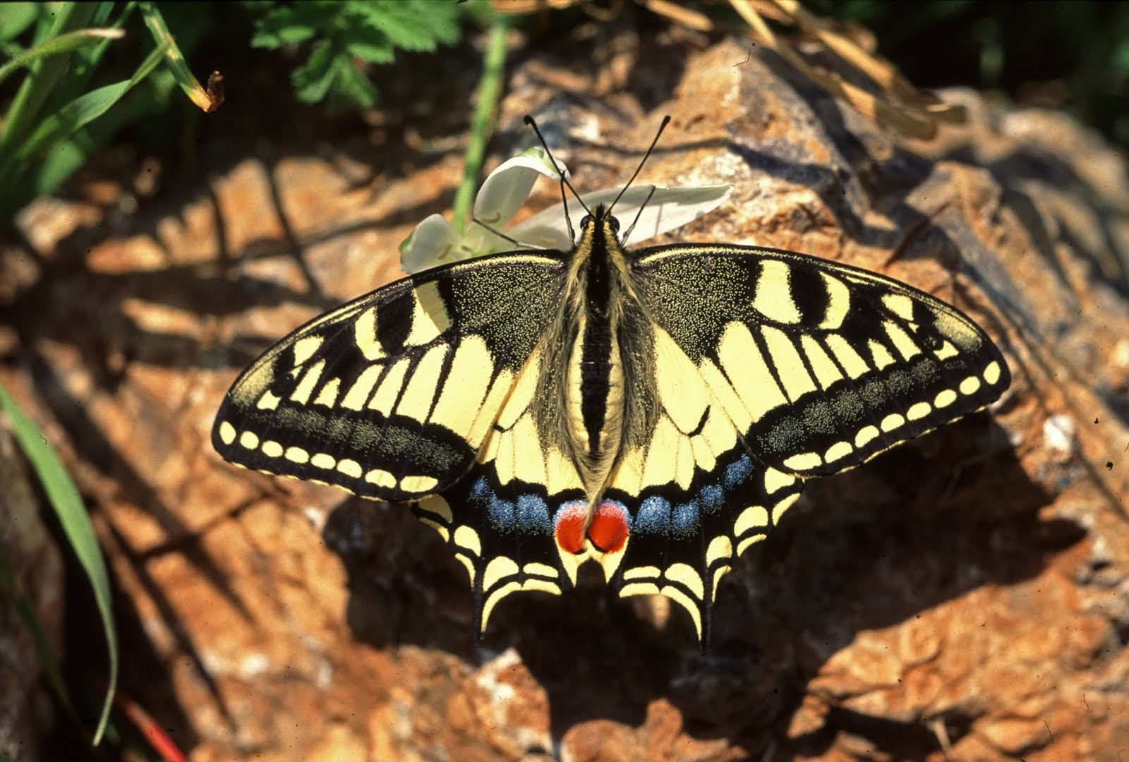 in viaggio nella natura toscana: Dove volano le farfalle