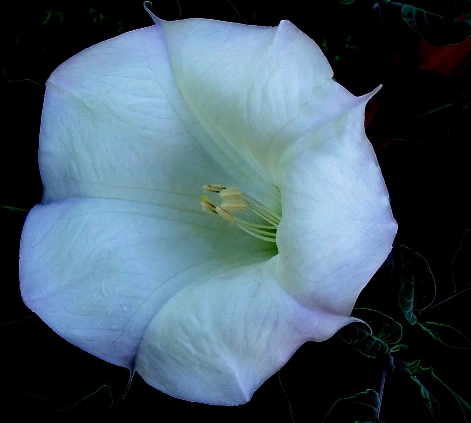 Cuarto Blanco: Flor del Toloache