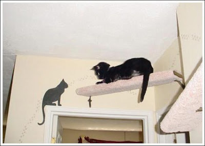 Just Cool Pics: Cat's Walkway