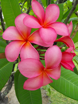 Tahiti - Fenua: Les fleurs de Tahiti