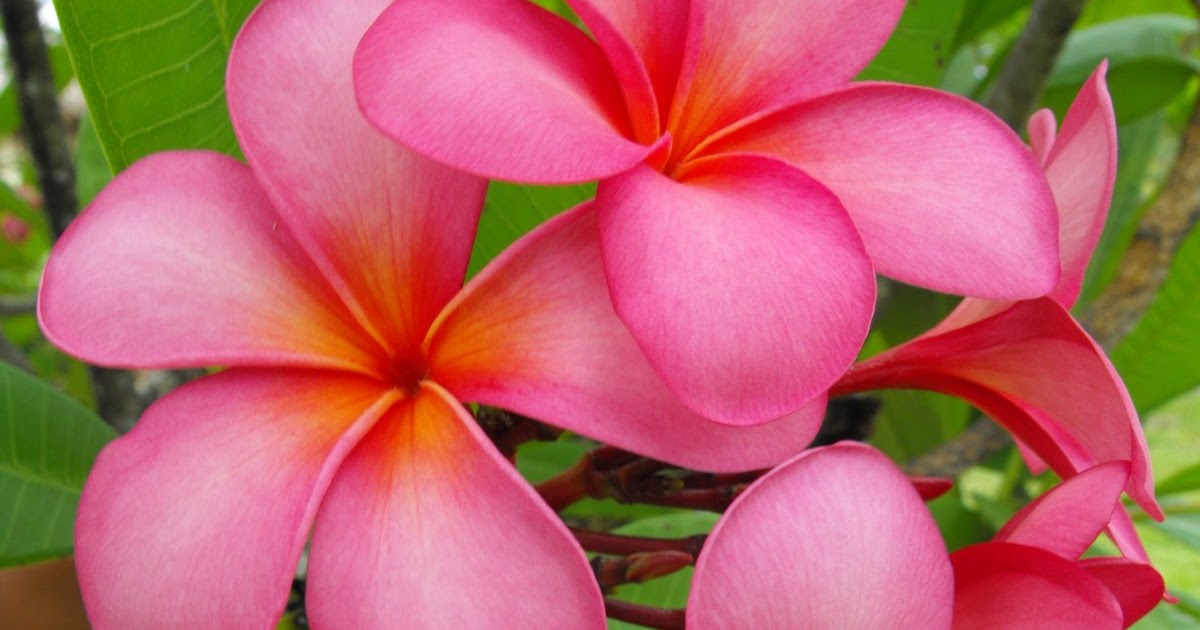 Tahiti - Fenua: Les fleurs de Tahiti