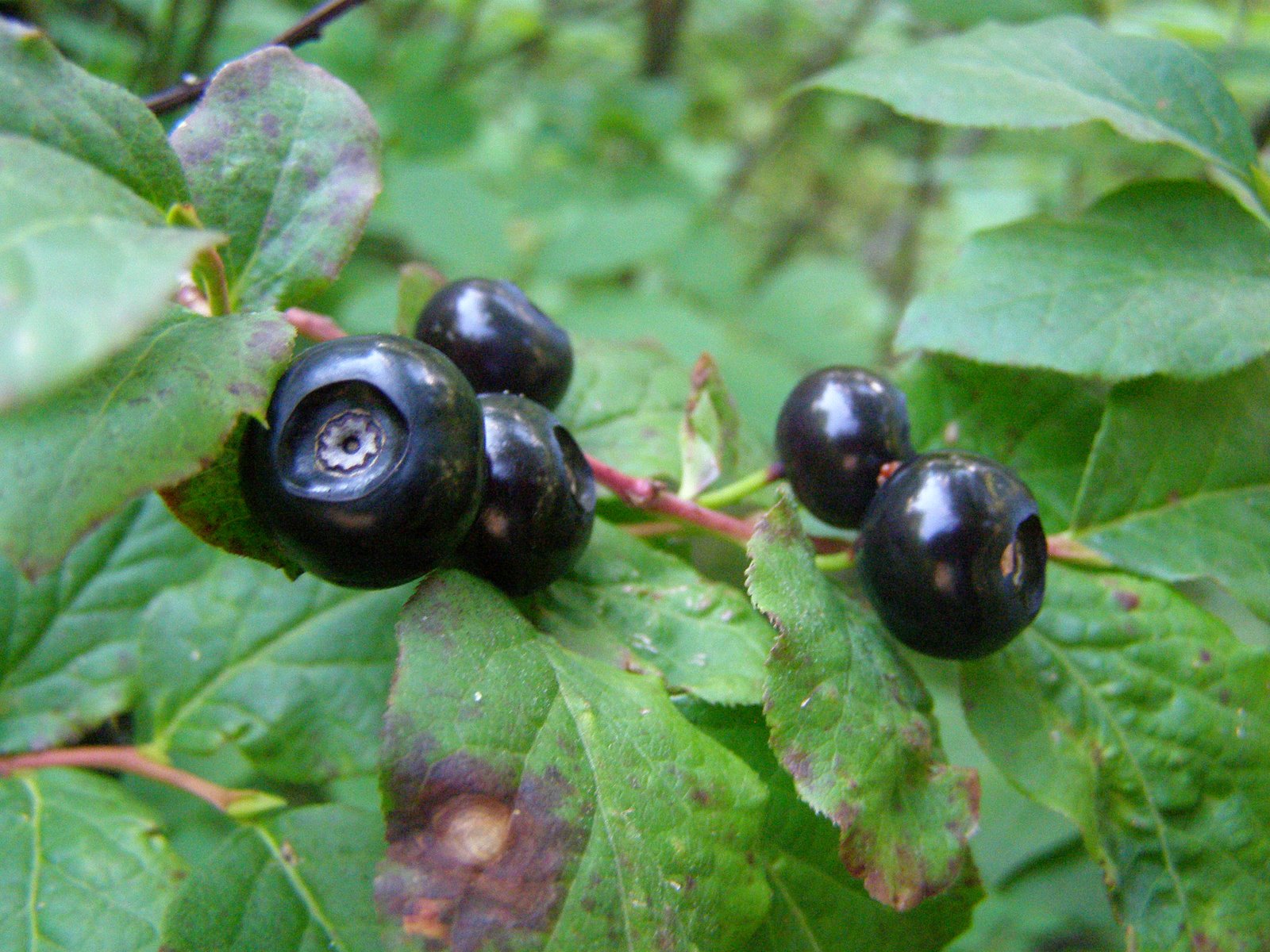 The Cranbrook Guardian: Huckleberries