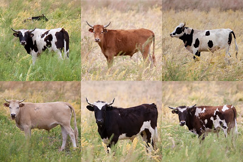 Hayes Photography 541-410-7379: Summer Project Part 6 - Cows