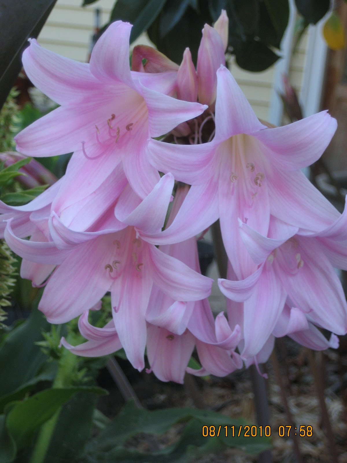 Brindavan in the Bay Area: The unknown flower