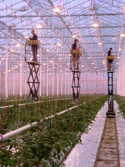 Sustainable greenhouse crop production: Biological control of insect pests