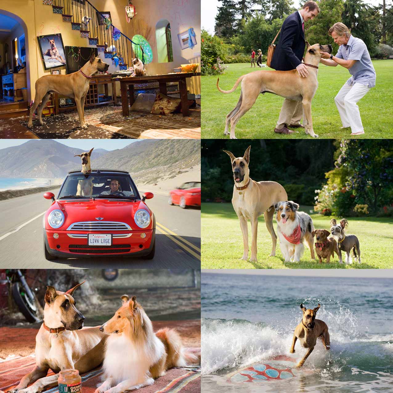 Download Movie Comedy & Review: Marmaduke