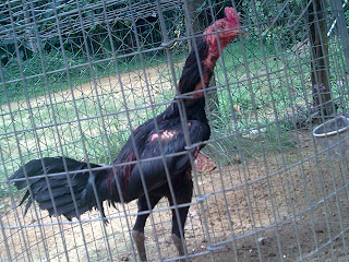 JAGOH FARM 2010: Jalan-jalan cari Ayam - Thailand