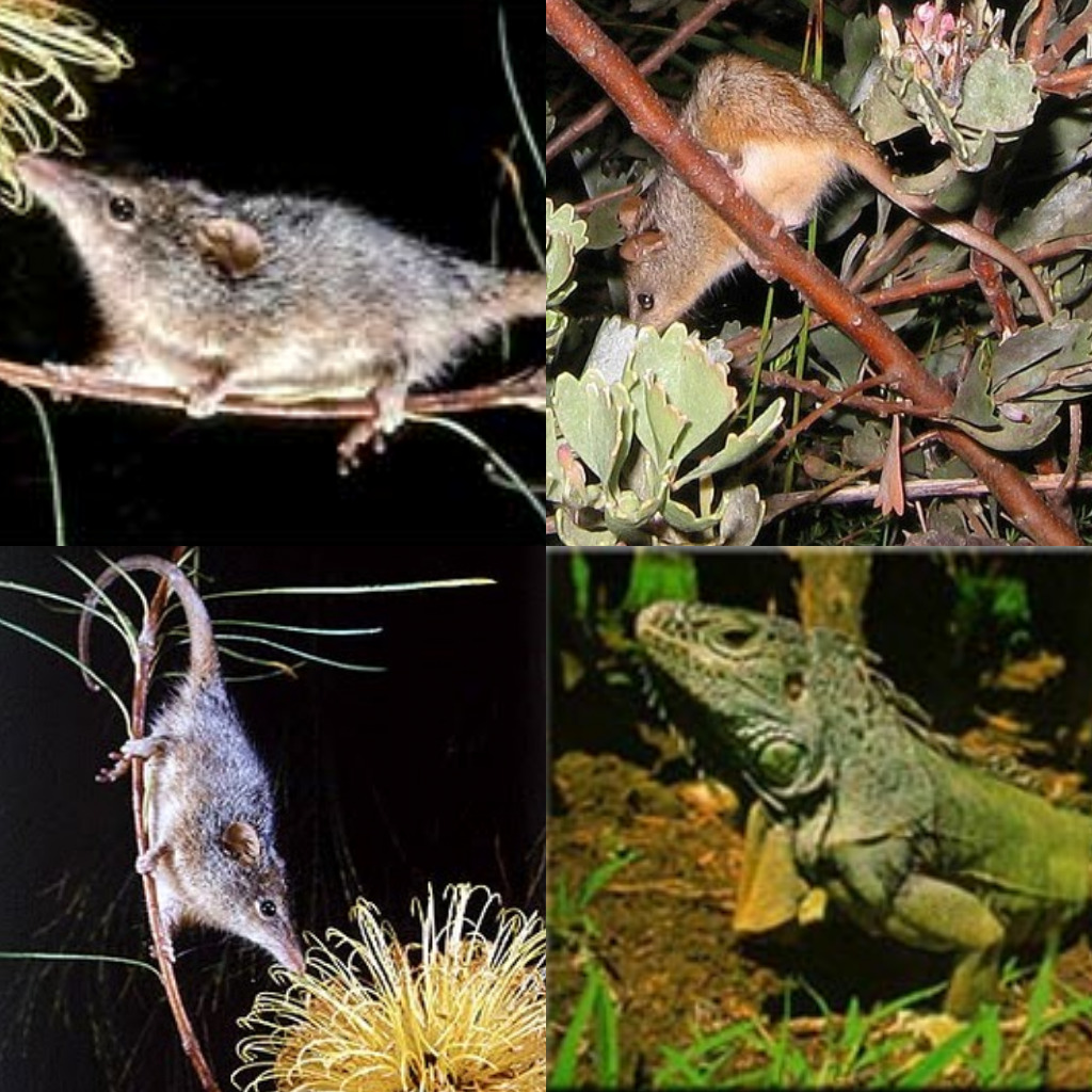 animales extraños. | diversidad de animales.