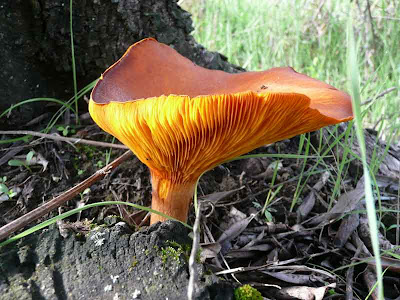 ecomondo: Funghi dell'olivo - Clitocybe olearia