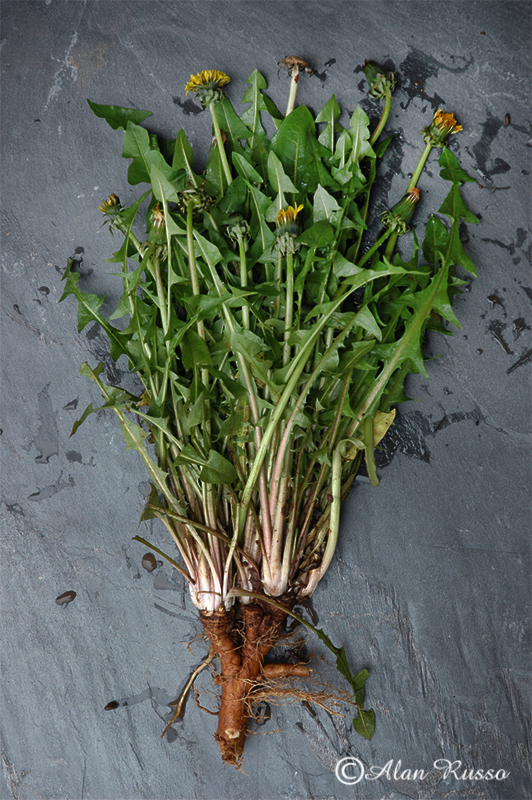 The Dandelion Appreciation Society: Botany / Taxonomy