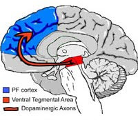 Neurotransmissores: Sistemas e vias de resposta