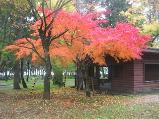 Green Grass and Blue Sky: Lake Biwa Camping