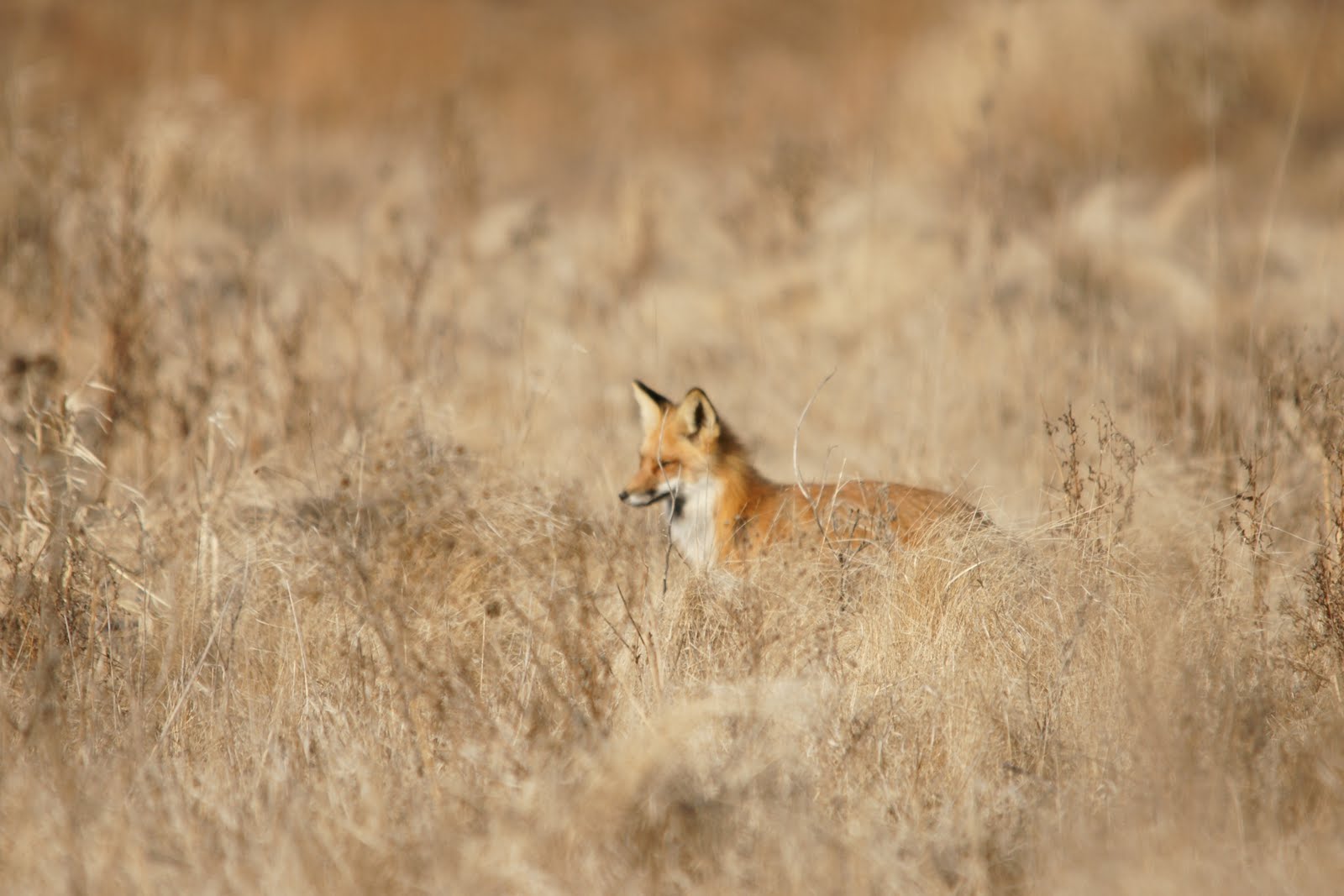 Nature Works Photography: Red Fox Hunting March,30/10