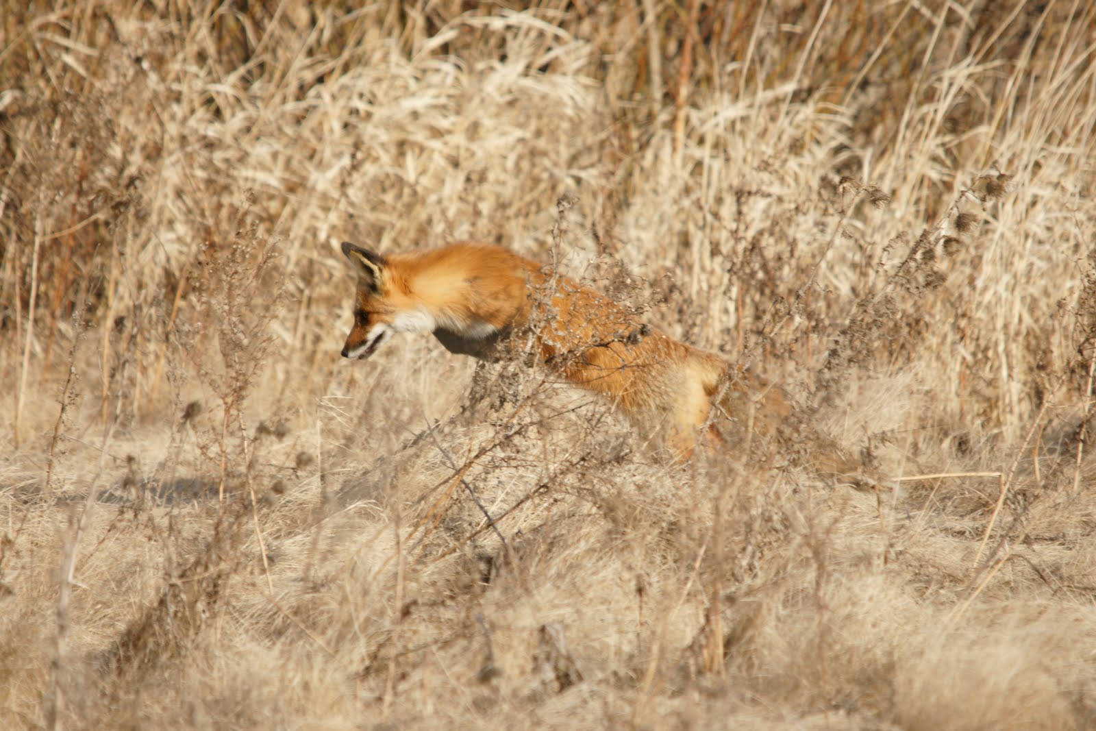 Nature Works Photography: Red Fox Hunting March,30/10