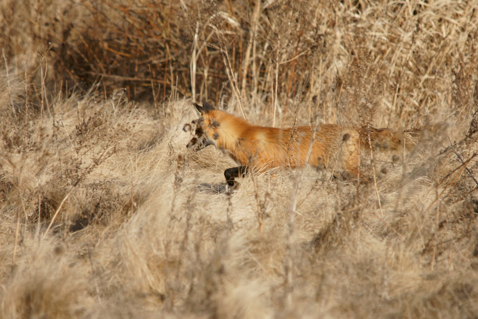 Nature Works Photography: Red Fox Hunting March,30/10