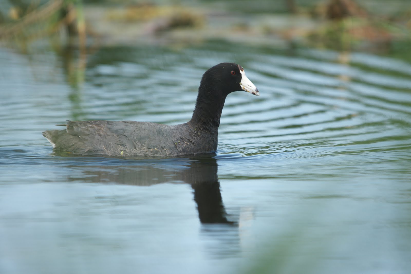 Nature Works Photography: Marsh birds