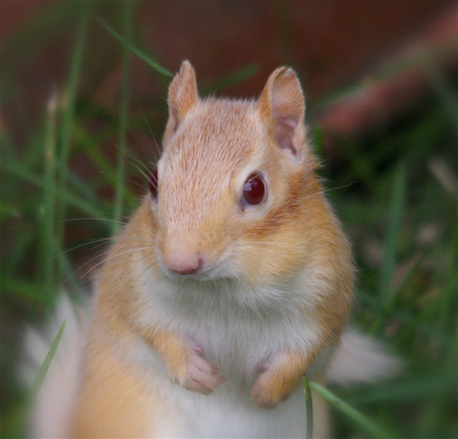Nature Works Photography: Albino Chipmunk,7/30/10