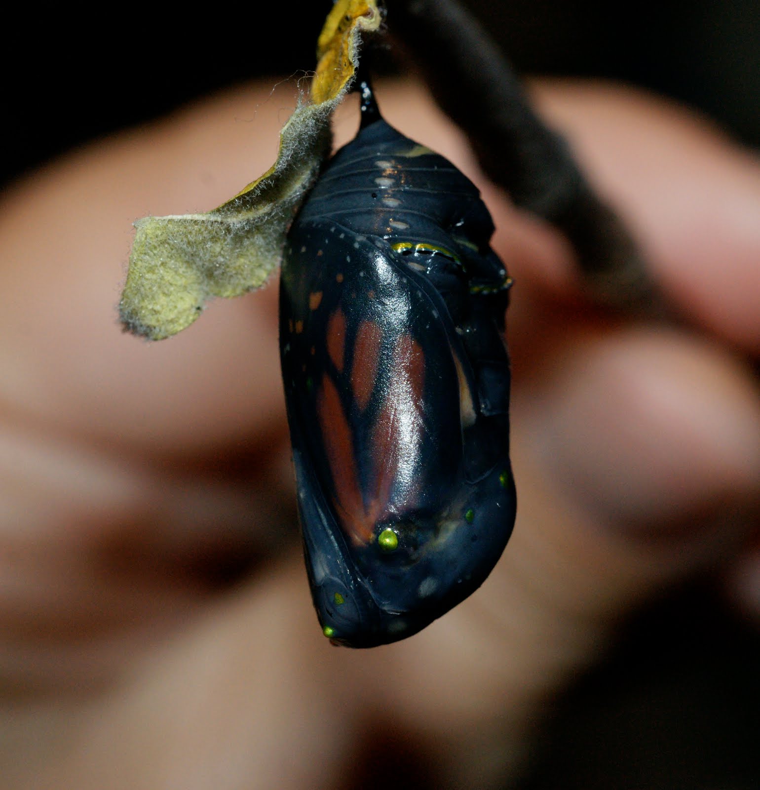 A Monarch Butterfly's Journey, 2010: Chrysalis changing