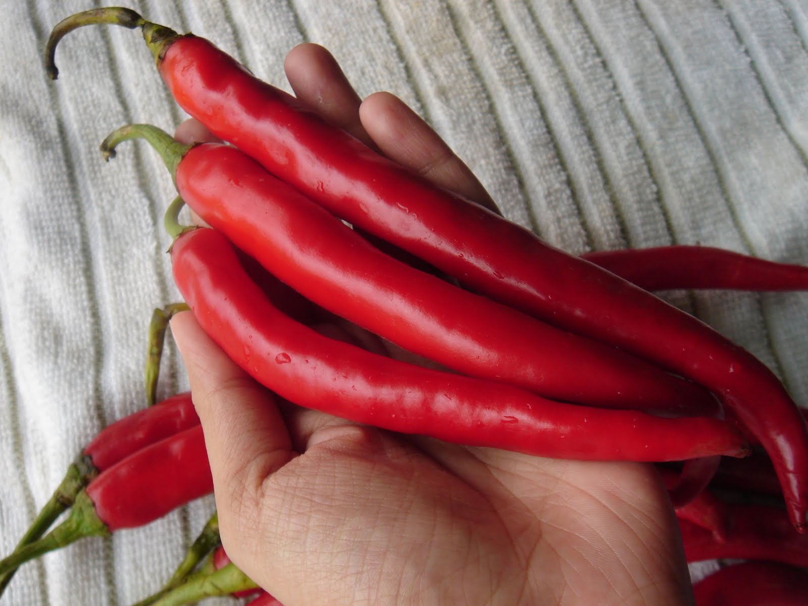 The Weekend Epicurean: Fresh Red Chillies!!