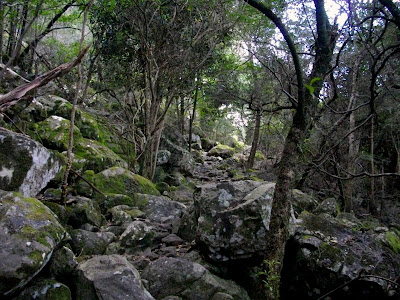 Walking the Cape: Contour Path: Constantia Nek to Newlands