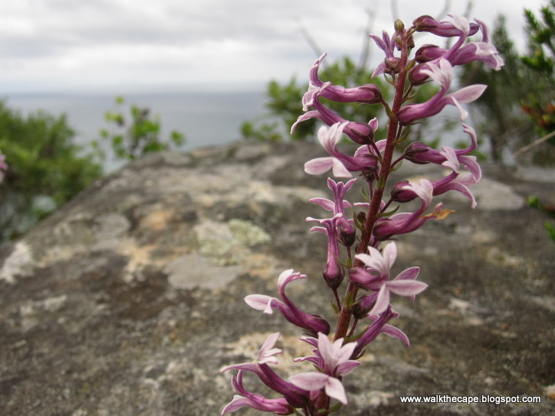 Walking the Cape: Kalk Bay: Spes Bona Valley