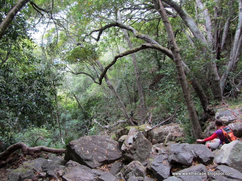 Walking the Cape: Skeleton Gorge & Nursery Ravine
