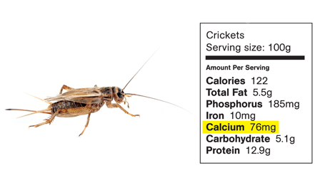 THE SMALL SCIENCE COLLECTIVE: Eating Insects?