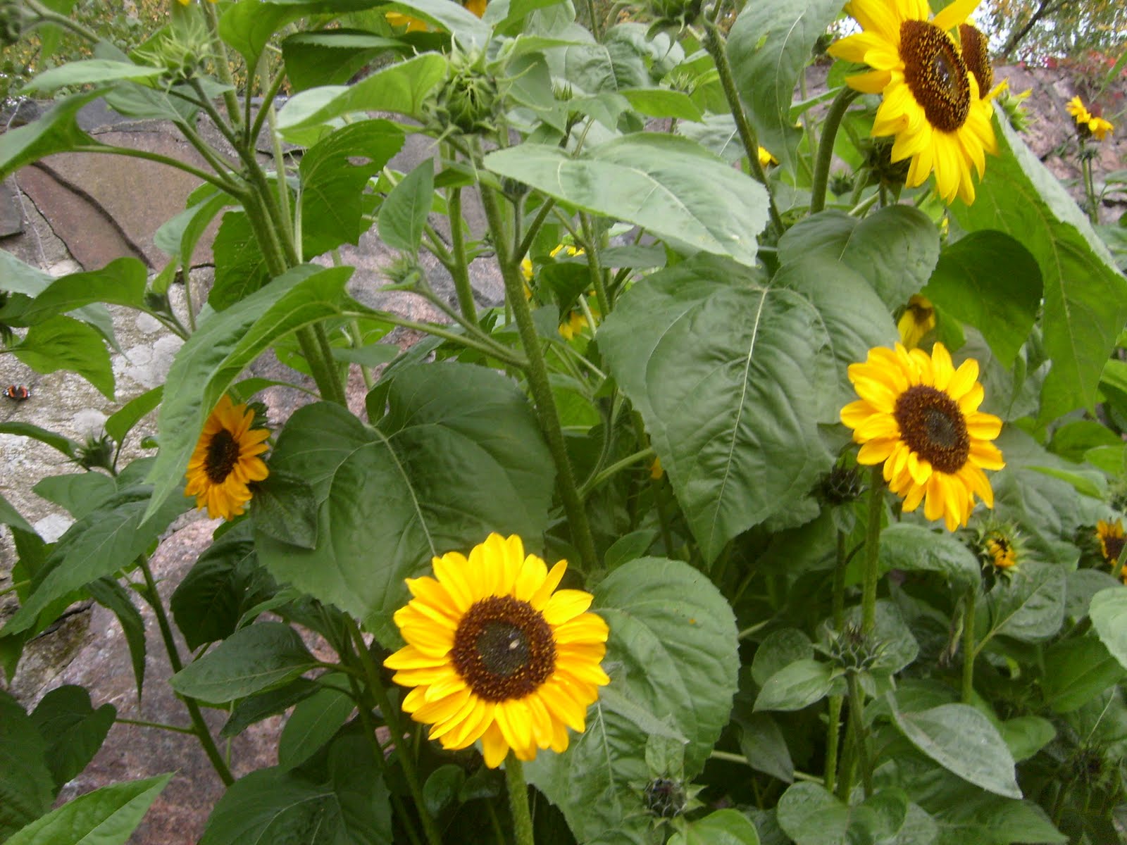Taidetta ja romantiikkaa: Syksyn lehti, maahan ehti.