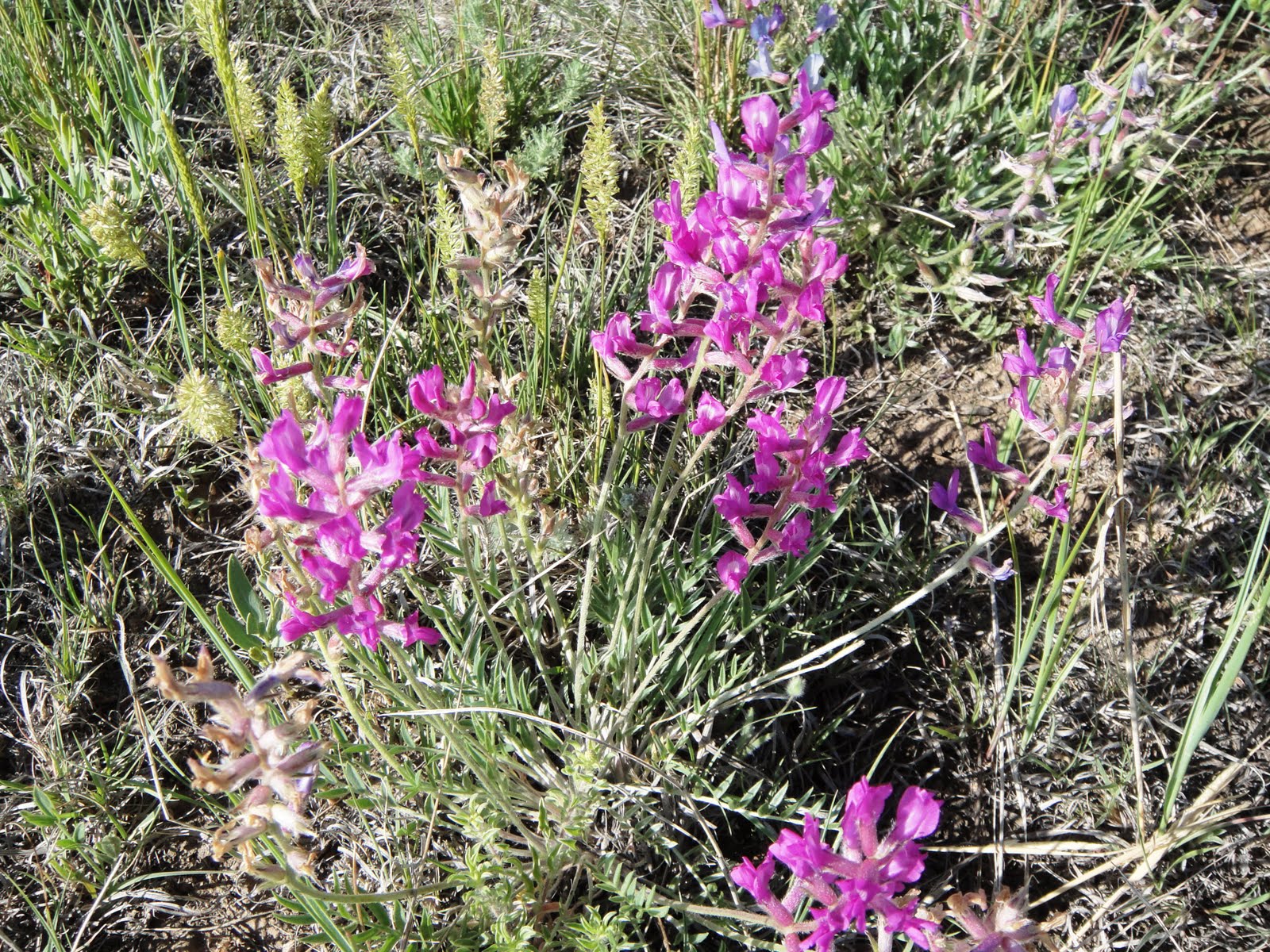 Moondance Ranch: Plant Villains