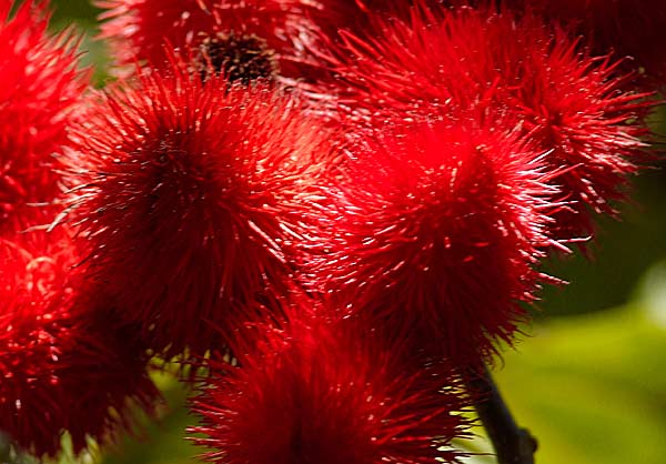 lost in Mato Grosso: Urucu fruit