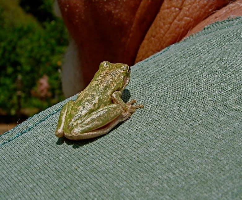 Junie's Place: Camera Critters ~ April 10, 2010