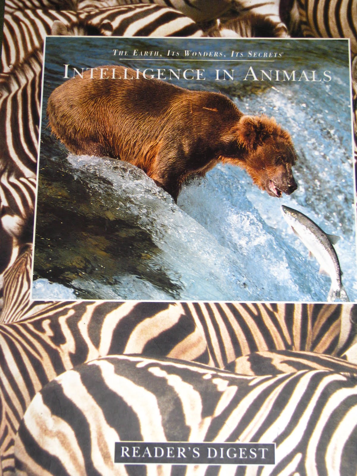 My World: Animal Intelligence: a myth???