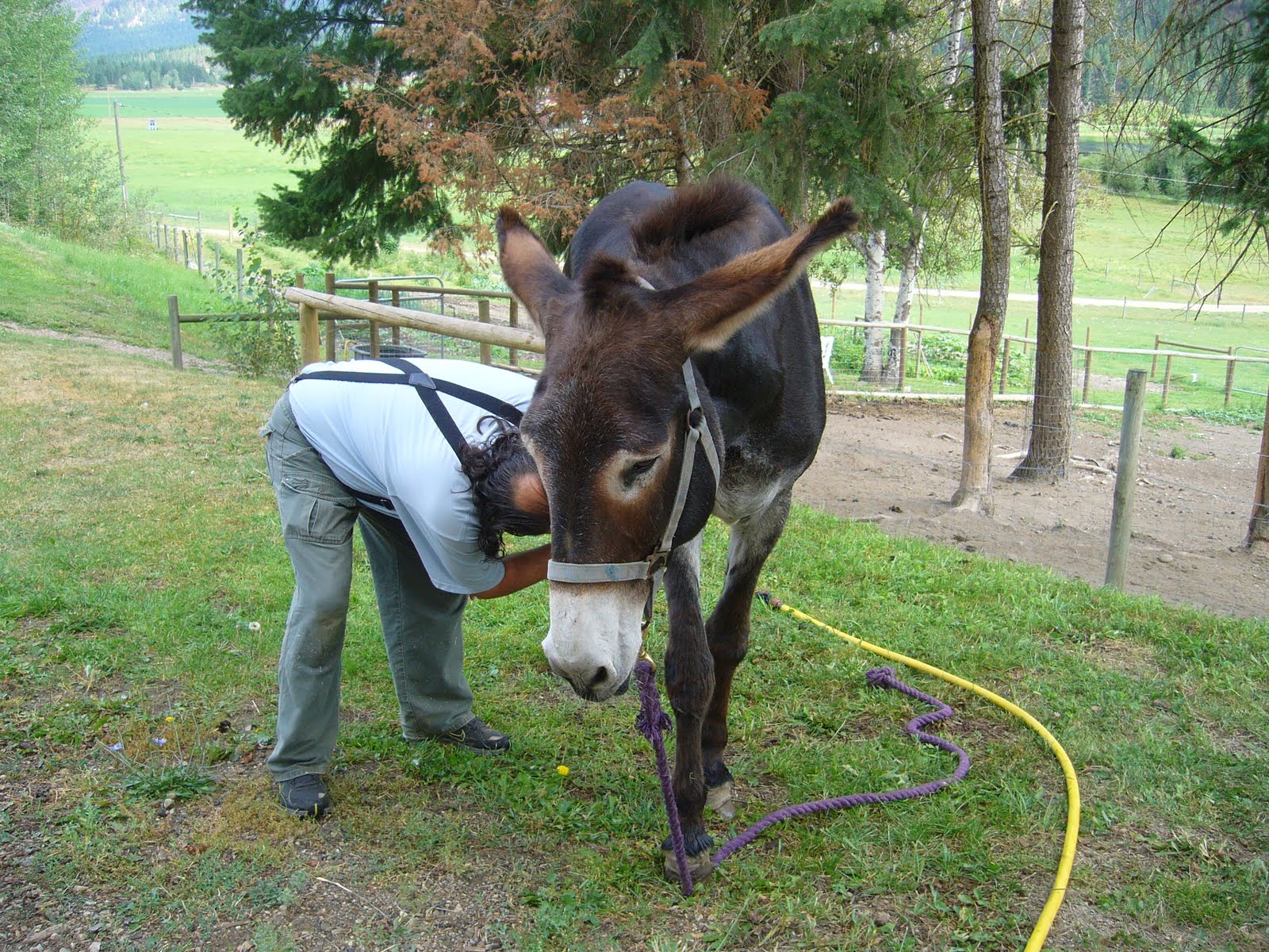 Turtle Valley Donkey Refuge: Meet Ruby the Mammoth donkey