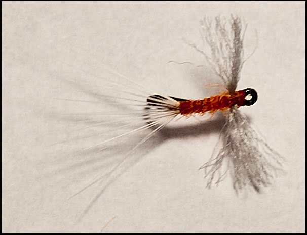 Dry Fly 'Expert': Before it's too late, eh?