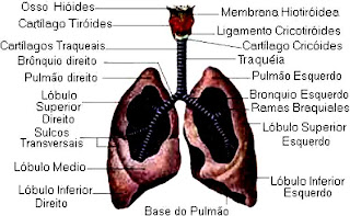 Manual do Vocalista: PULMÕES