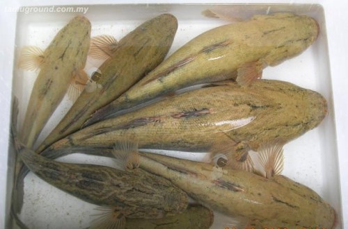 Cerita Resepi Makanan dan Mana Mau Makan: Ikan ketutu atau ikan ubi ...