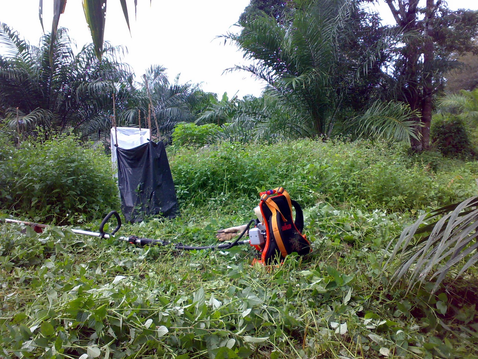 Bakti disemai budi dituai: Semak samun naik semula...cepatnya