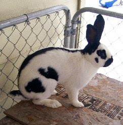 Pets Information: Checkered Giant