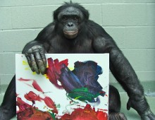 Kanzi: The Great Ape Superstar: Feats of Genius