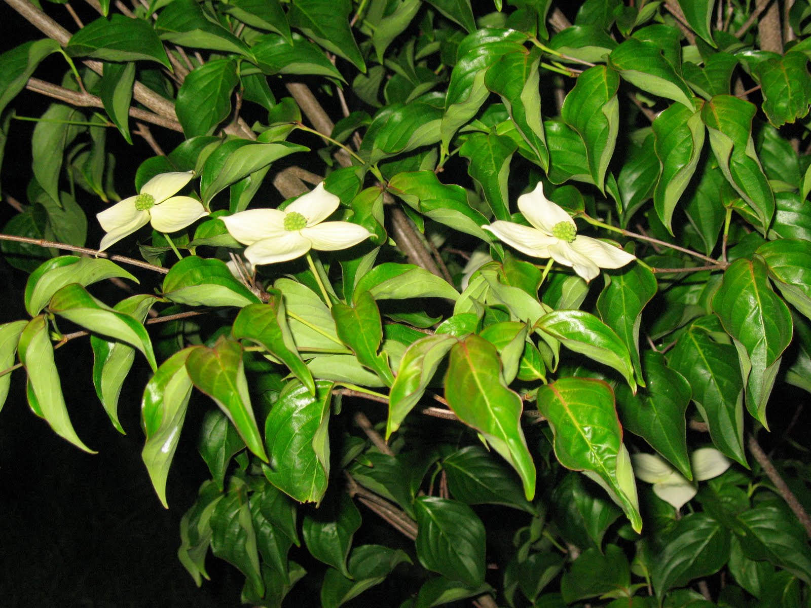 Belma's Pearls: Time and unforeseen occurrences befall us all......