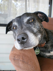 The Bosco Diaries: Here's the story of a dog named Bosco