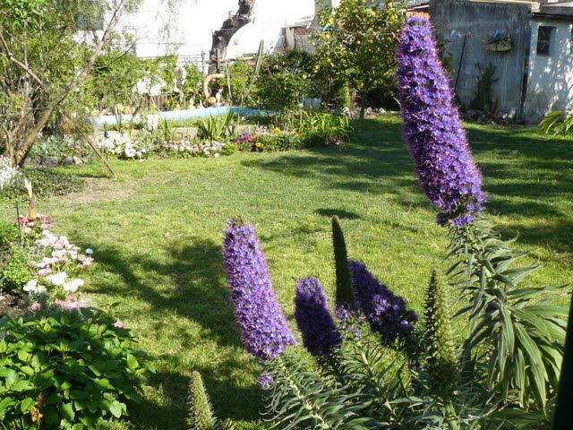 El jardín de Emi: Equium, Echium, Taginaste, Plumero azul, Flor mora ...