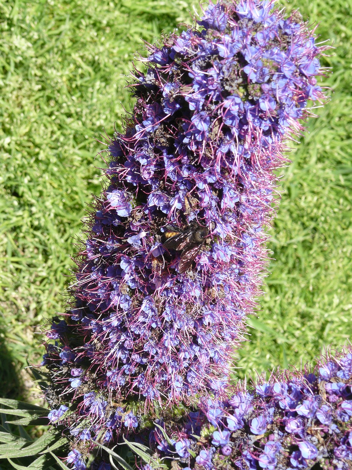 El jardín de Emi: Equium, Echium, Taginaste, Plumero azul, Flor mora ...