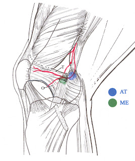 The Portland Knee Clinic
